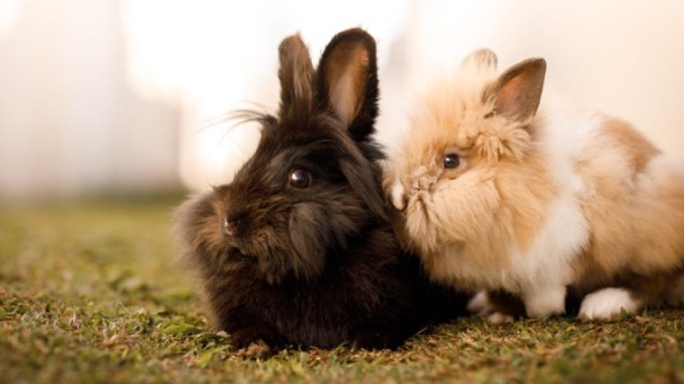 Degenerative Joint Disease (DJD) in Rabbits | PetMD