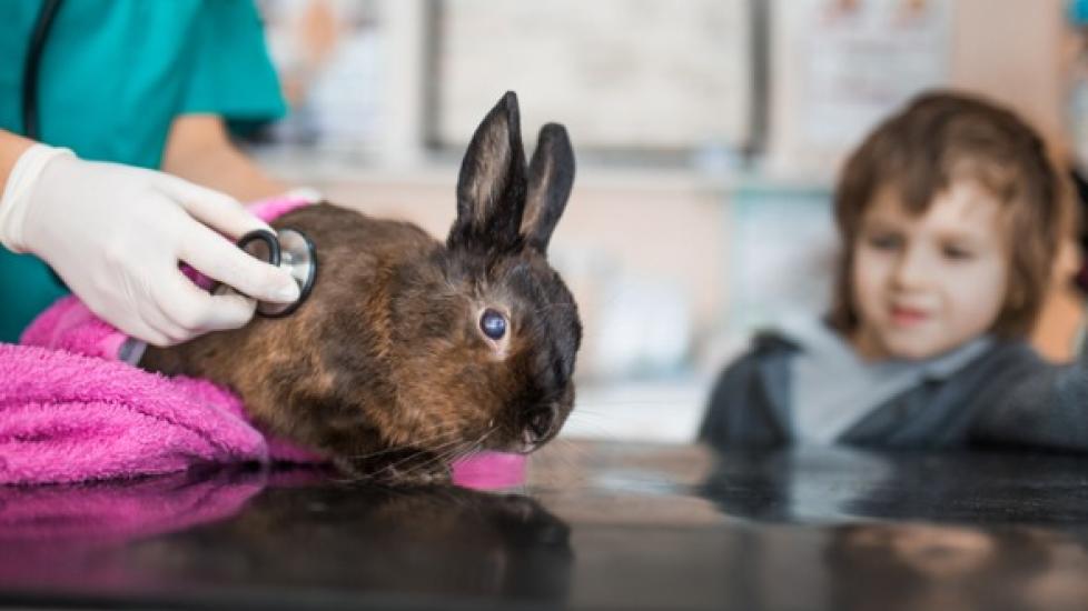 Rat Poisoning in Rabbits | PetMD