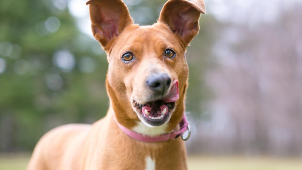 How To Treat Dog Acid Reflux