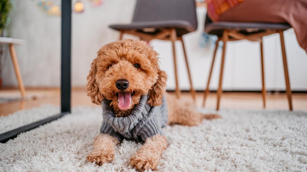 Doodle Dogs 101 | PetMD