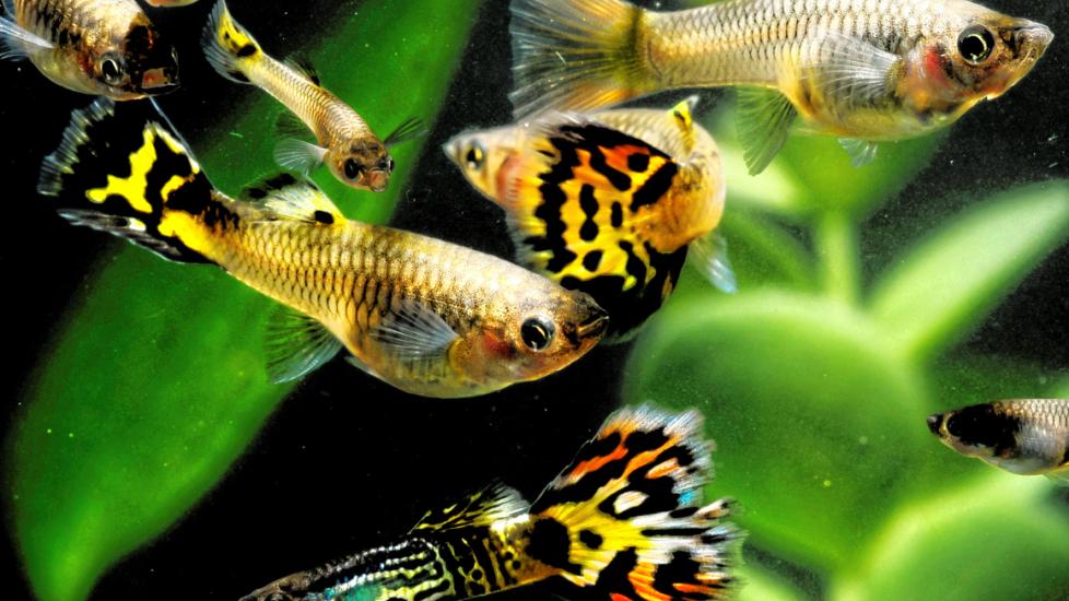 Top Freshwater Fish for Beginners | PetMD
