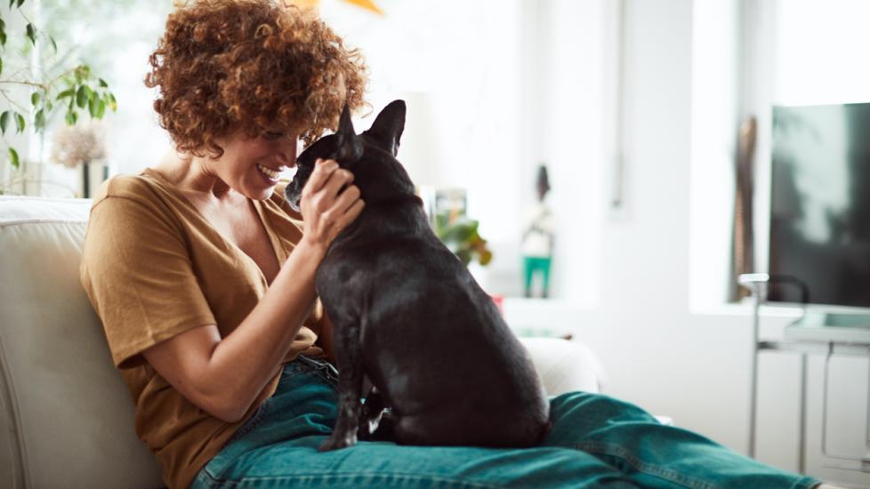 Previcox® (firocoxib) for Dogs: Dog, Pet Medication | PetMD