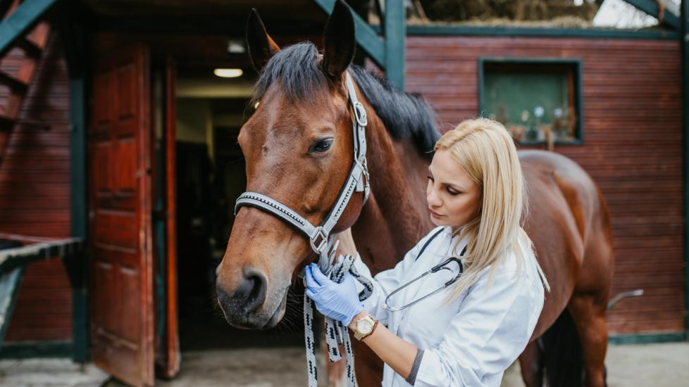 NSAIDs for Horses: 3 Types of Equine Anti-Inflammatories | PetMD