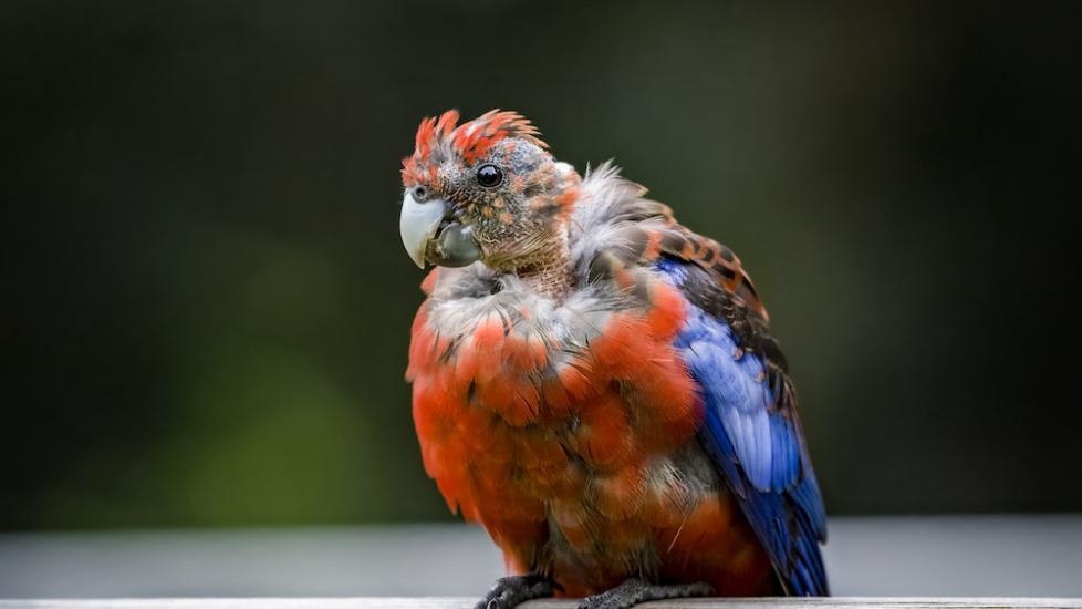 Psittacine Beak and Feather Disease | PetMD