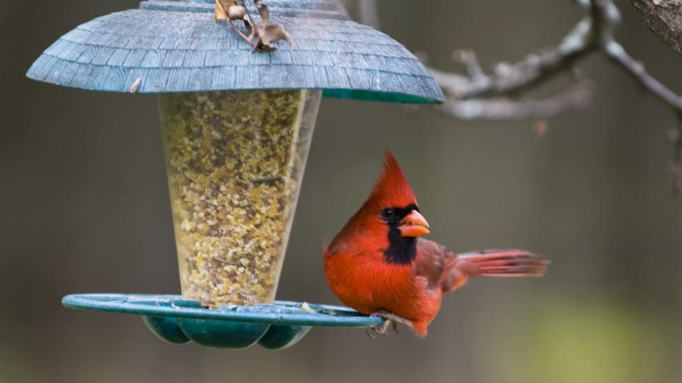 Feeding Wild Birds | PetMD