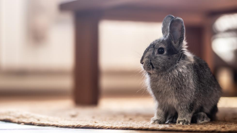 Electrocution in Rabbits | PetMD