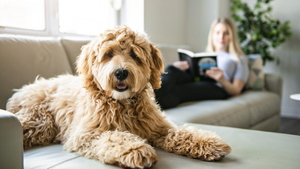 Goldendoodle Dog Breed Health and Care | PetMD