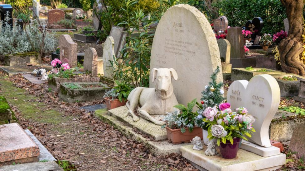 Deceased Pet Care: Burial and Cremation Options | PetMD