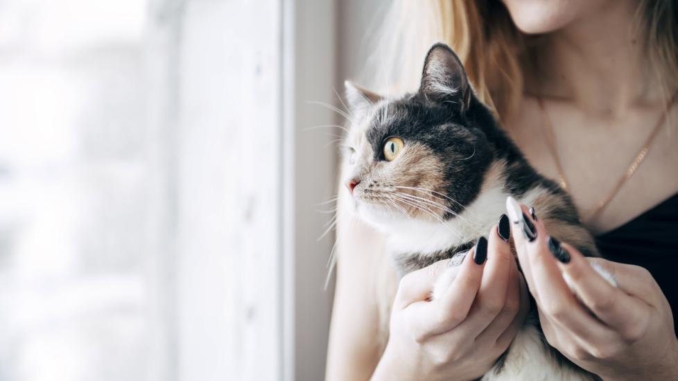 Revolution® (selamectin) | Medication: PetMD | PetMD