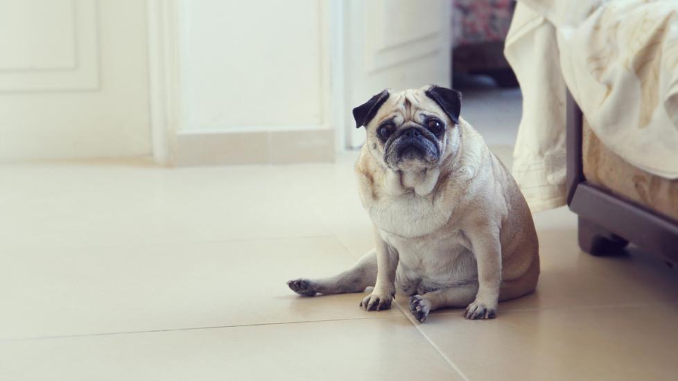 Obesity in Dogs | PetMD