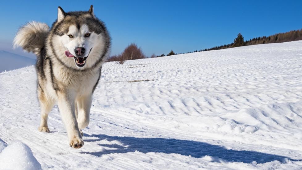 Alaskan Malamute Dog Breed Health and Care | PetMD