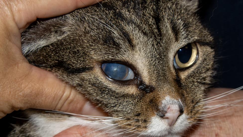 Cloudy Eyes in Cats | PetMD