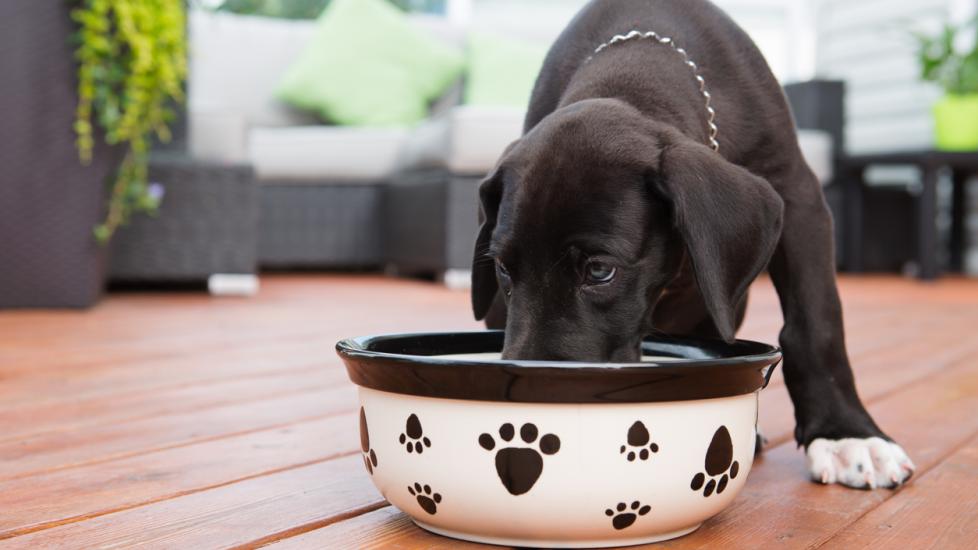 Choosing the Best Puppy Food for Large Breeds | PetMD