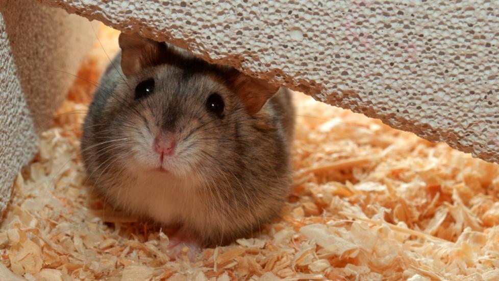 Hair Loss in Hamsters | PetMD