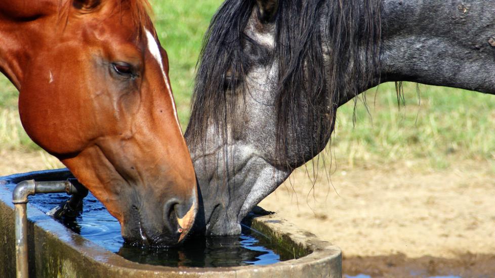 Dehydration in Horses | PetMD