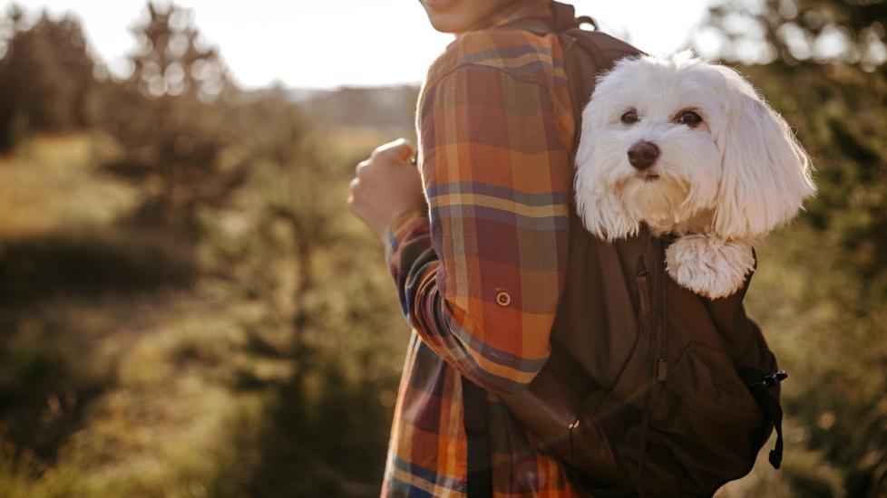 7 Common Bug Bites on Dogs | PetMD