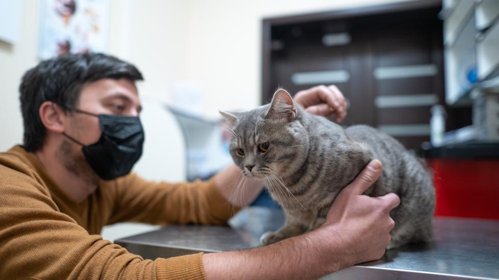 Lymphadenopathy in Cats | PetMD