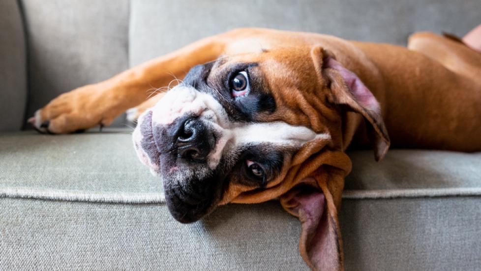 Reverse Sneezing in Dogs: Causes and What to Do | PetMD