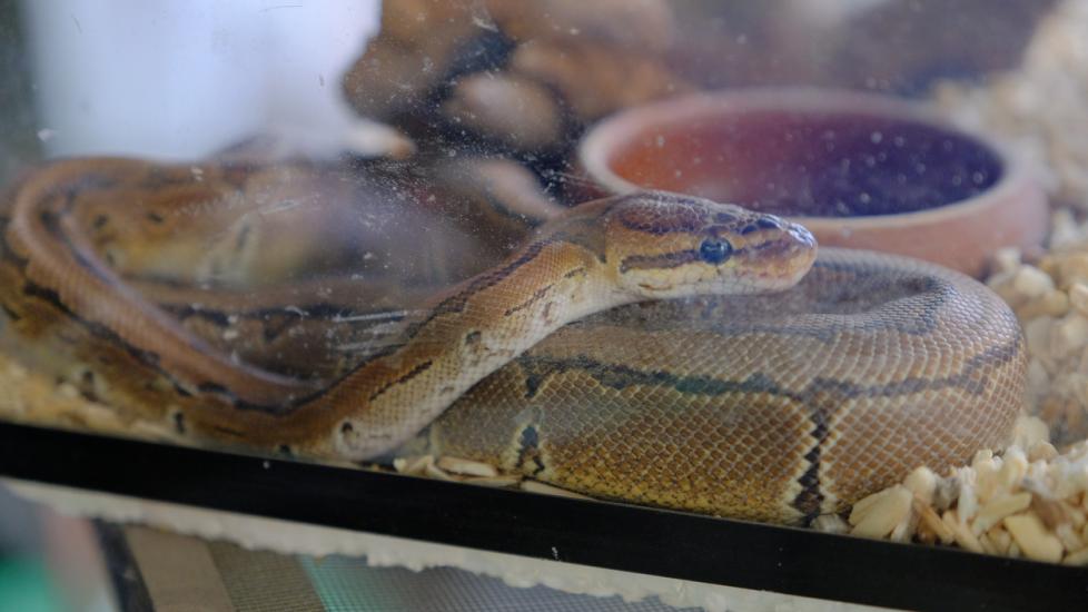What Do Snakes Eat? | PetMD