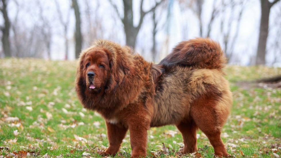 Tibetan Mastiff Dog Breed Health and Care | PetMD