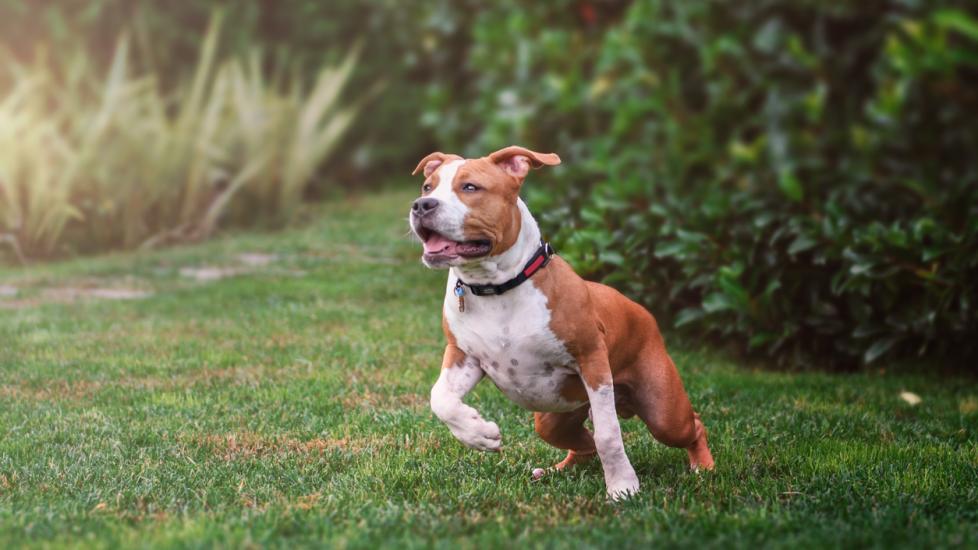 American Staffordshire Terrier Dog Breed Health and Care | PetMD