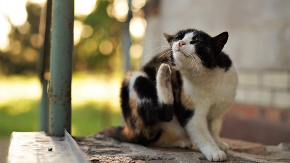 Skin Infections in Cats | PetMD