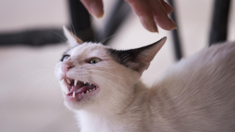 Fear Aggression in Cats | PetMD