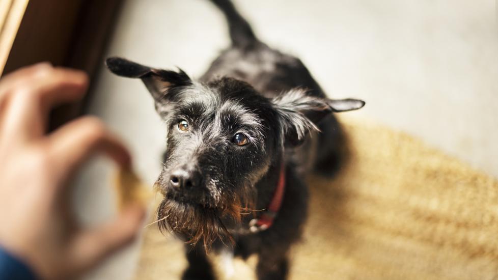 Thyro-Tabs® Canine (levothyroxine sodium) | Dog, Cat, Pet Medication ...