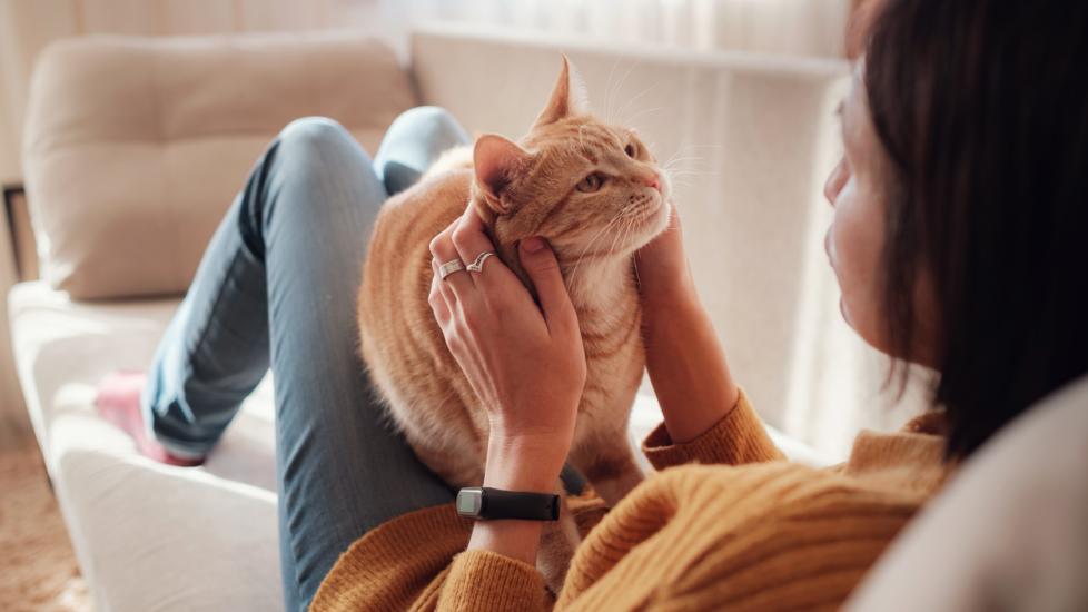 Leflunomide | Dog, Cat, Pet Medication | PetMD