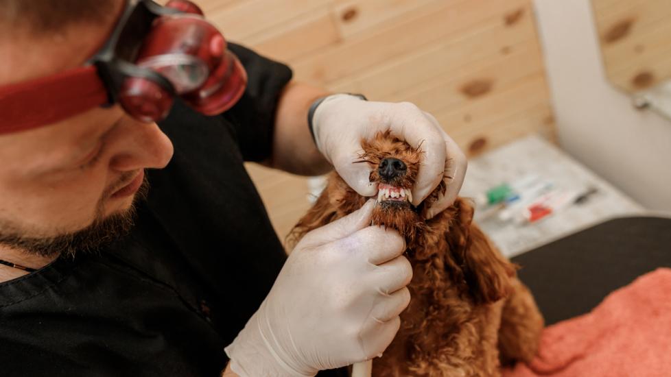 Tooth Root Abscess in Dogs | PetMD