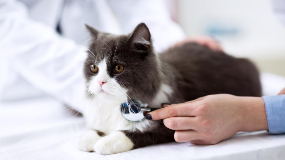 Liver Disease in Cats | PetMD