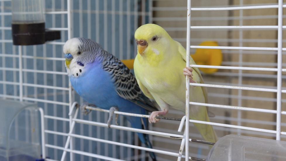 Parakeet Care Sheet | PetMD