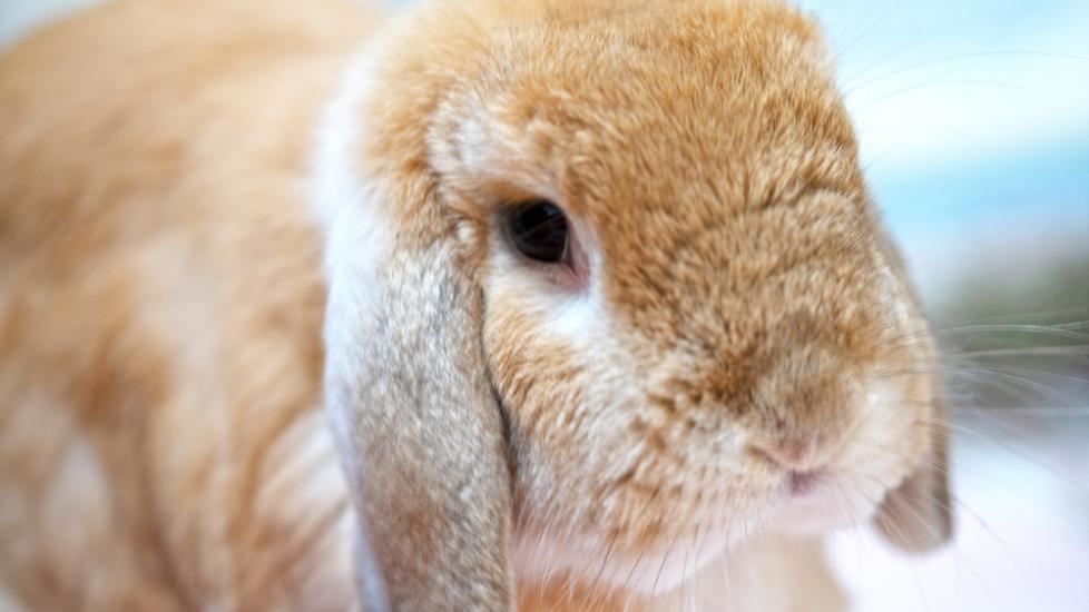 Spinal Column Disorder in Rabbits | PetMD