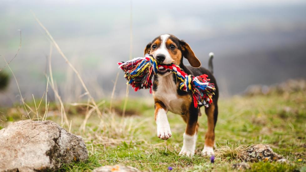 When Can a Puppy Go Outside Safely? | PetMD