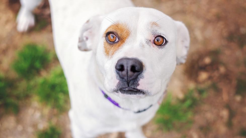 Fear Aggression in Dogs | PetMD