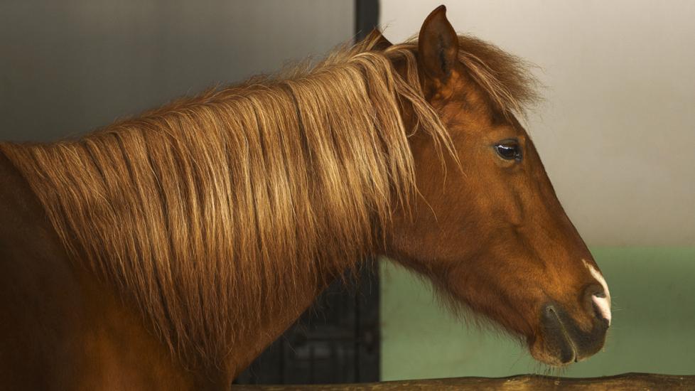 Is My Horse In Pain? Signs, Management, and Treatment | PetMD