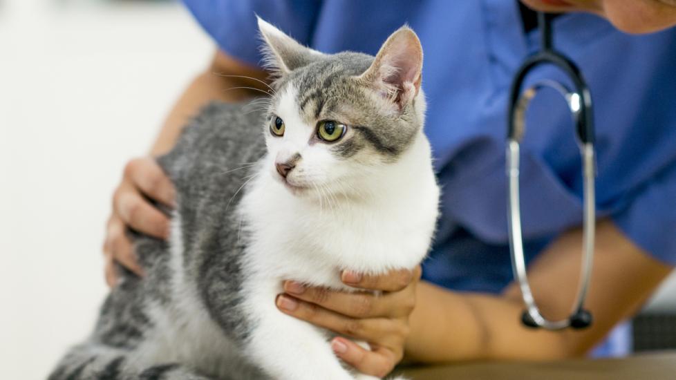 Hypercalcemia in Cats | PetMD