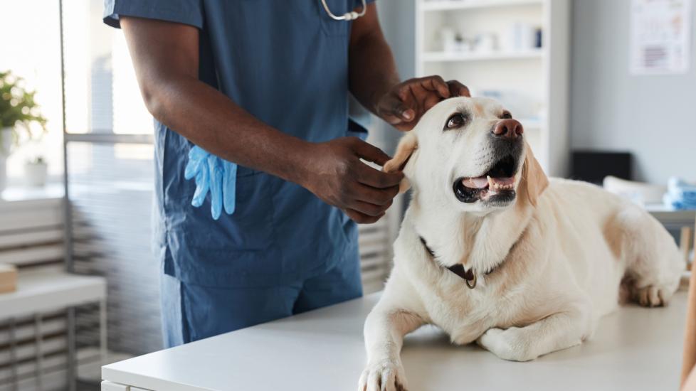 Neurological Disorders in Dogs | PetMD