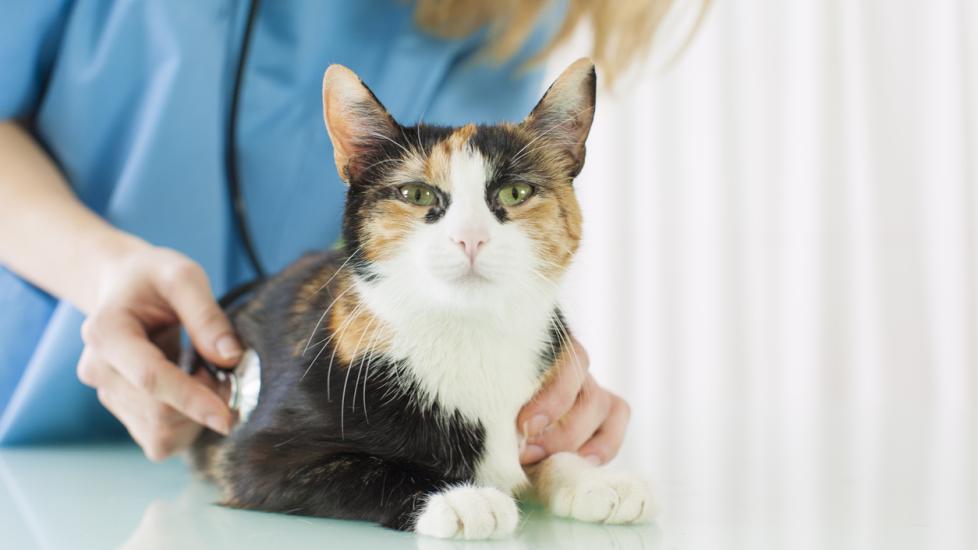 Lumps on Cats: How Veterinarians Diagnose Lumps and Bumps | PetMD