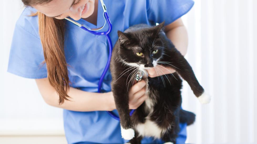 Hot Spots On Cats PetMD hot-spots-on-cats-petmd