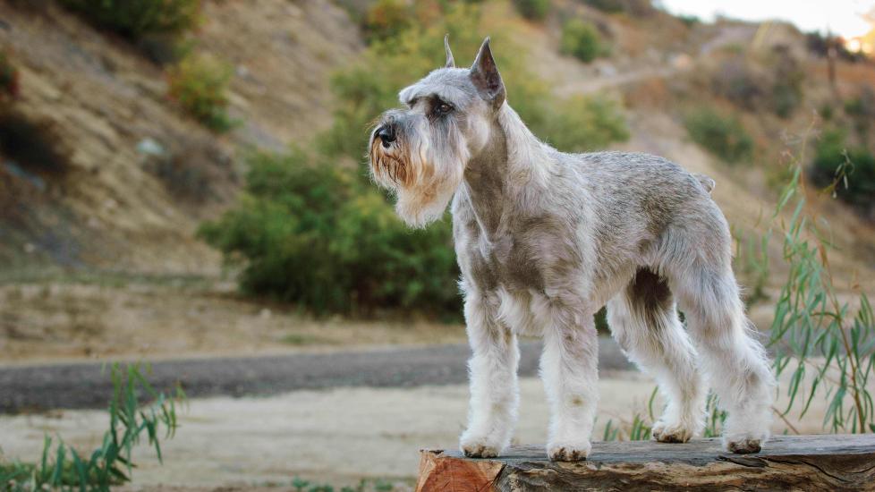 Standard Schnauzer Dog Breed Health and Care | Breeds: PetMD | PetMD