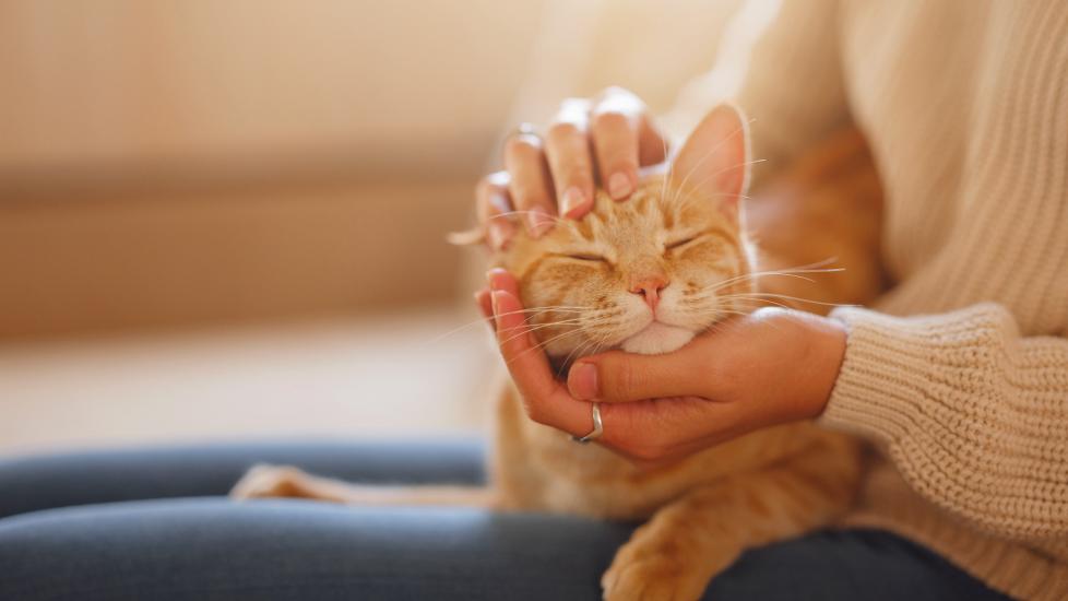 Bexacat (bexagliflozin) | Cat, Pet Medication: PetMD | PetMD