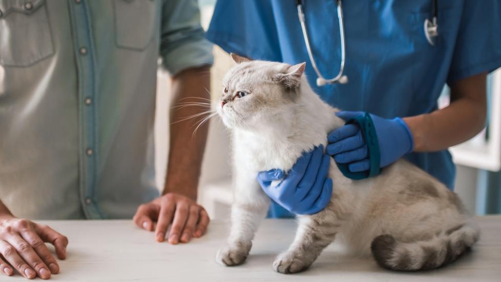 Urinary Incontinence in Cats | PetMD