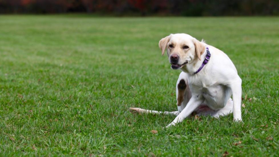 Seasonal Allergies in Dogs | PetMD