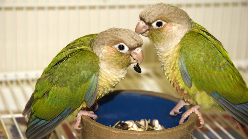Small Conure Care Sheet | PetMD