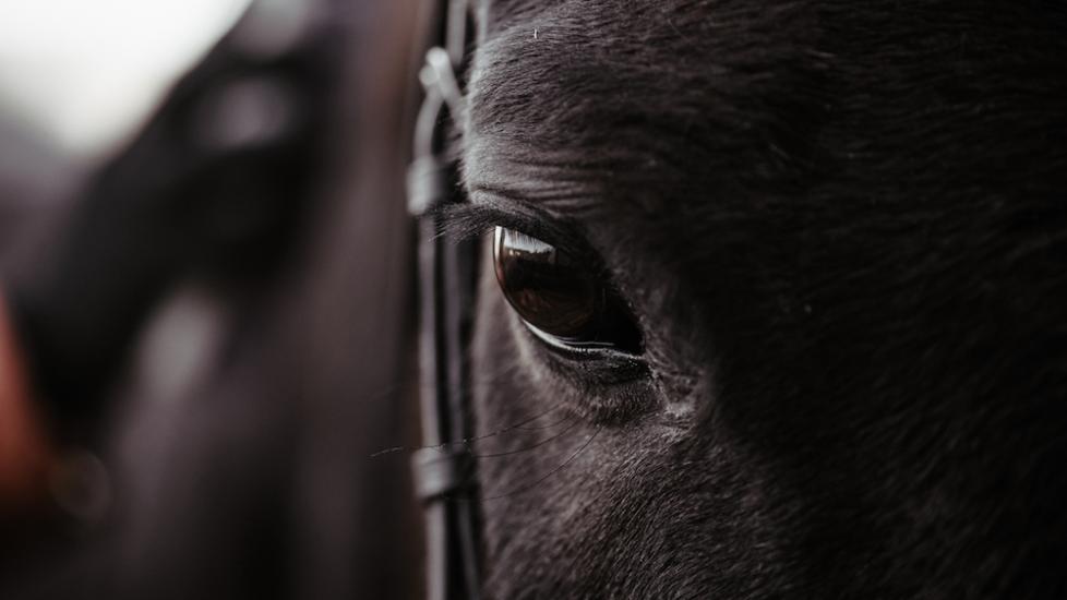 Warts in Horses | PetMD