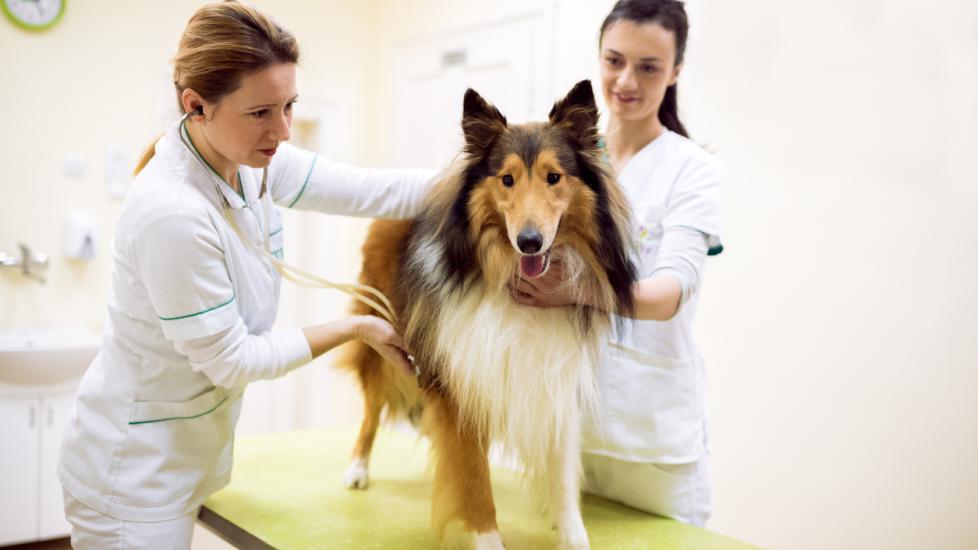 MDR1 Gene in Dogs | PetMD