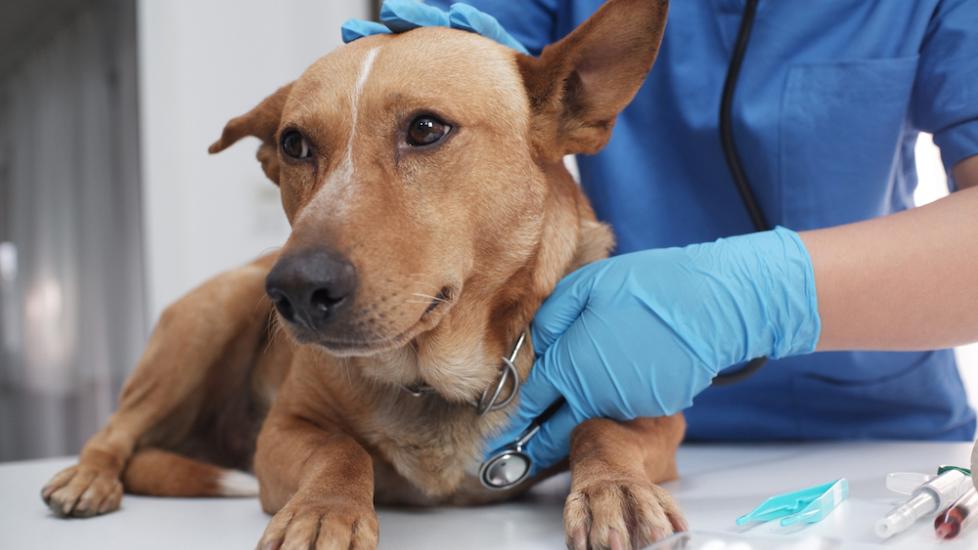 Clotting Disorders of the Platelets in Dogs | PetMD