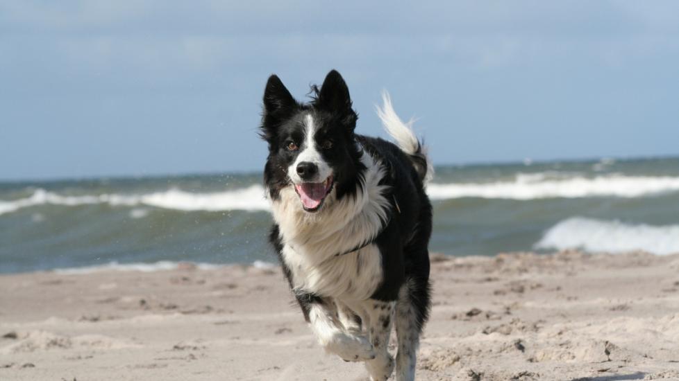 18 of the Smartest Dog Breeds | PetMD