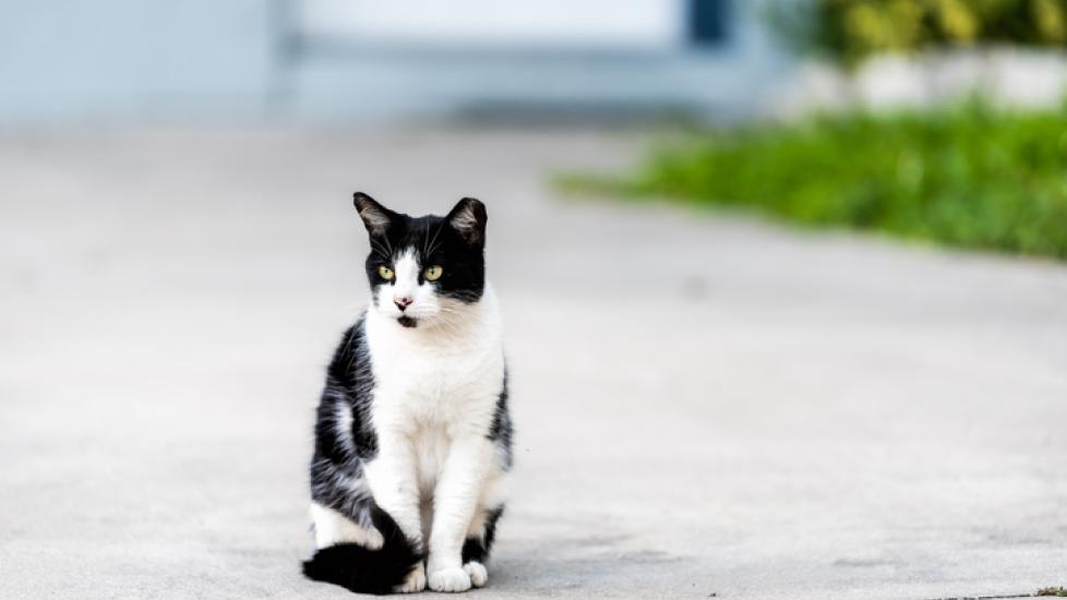 TNR for Cats | PetMD